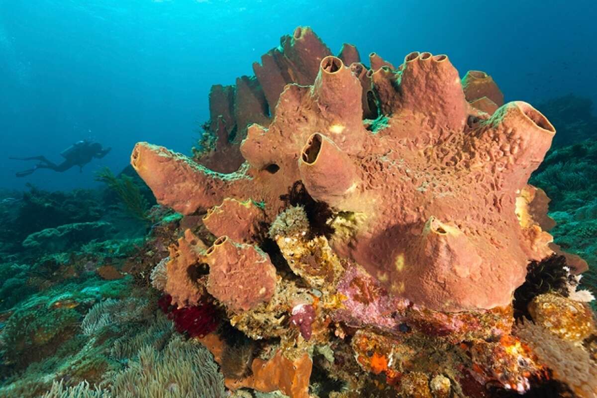 MIT has discovered the coolest thing about sponges (outside of exfoliation)