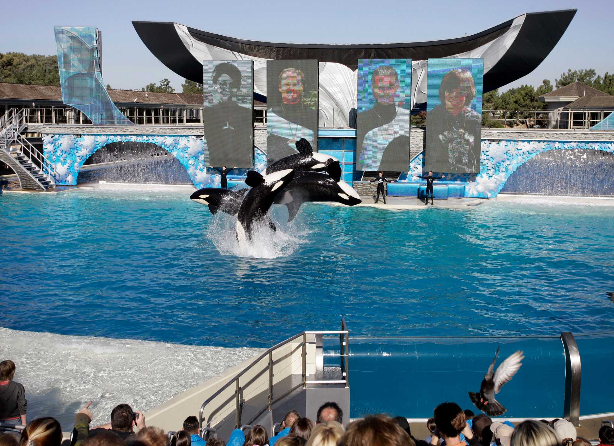 SeaWorld registers loss and admits spying on activists