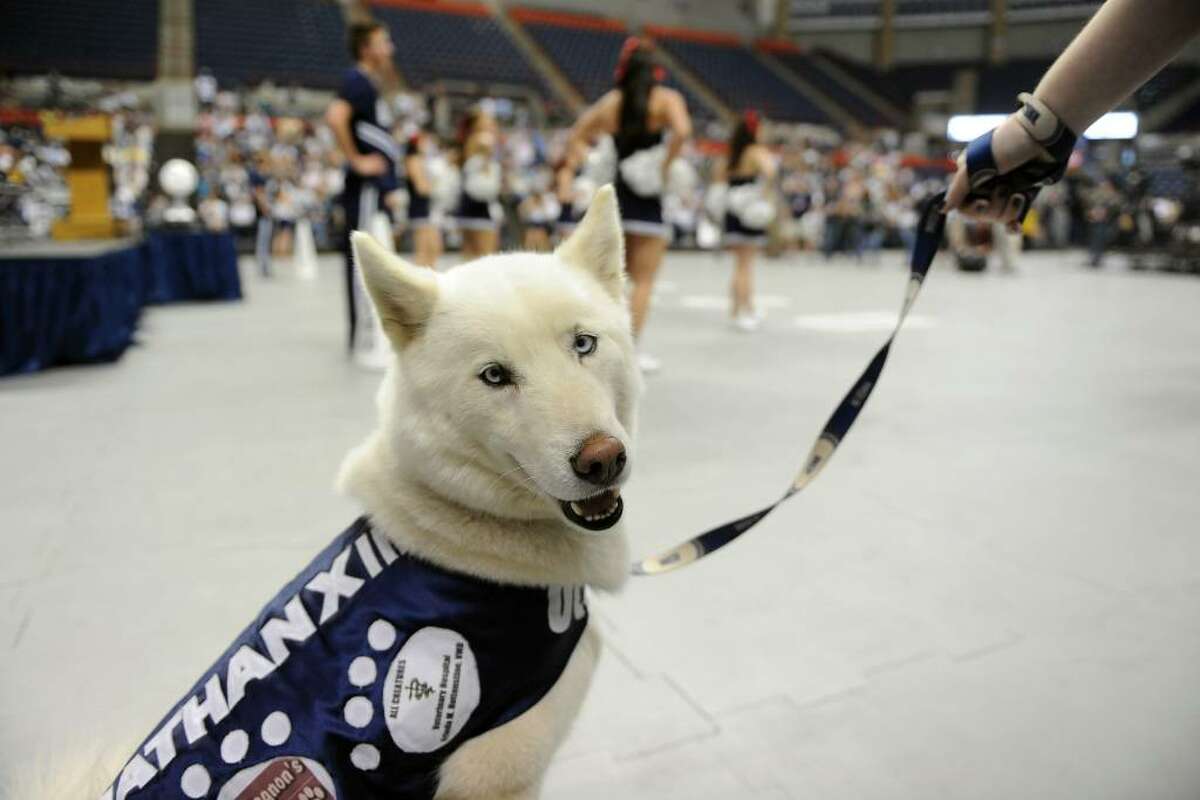 Meet UConn's top dog, Jonathan the Husky