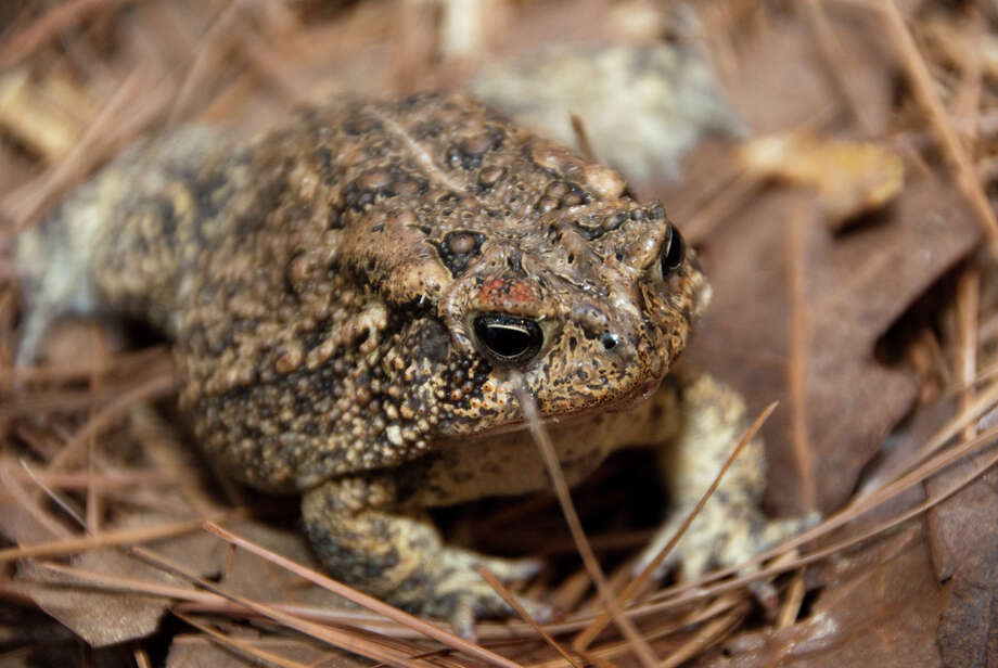 Houston Zoo's white alligator Blanco retiring from zoo life - Houston ...
