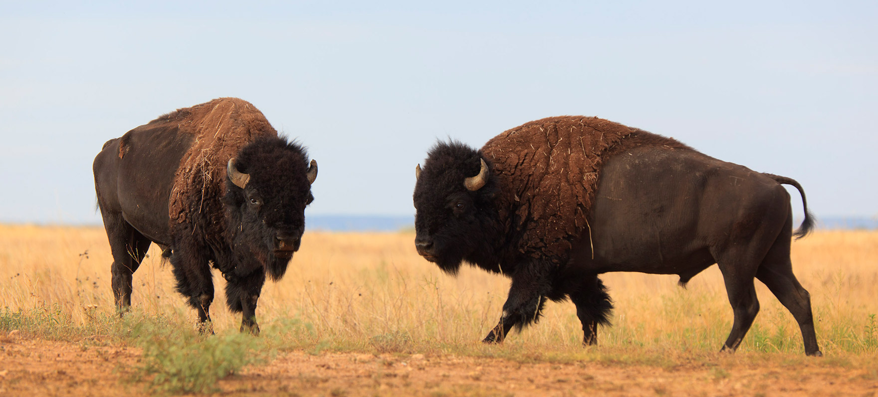 8 facts about bison