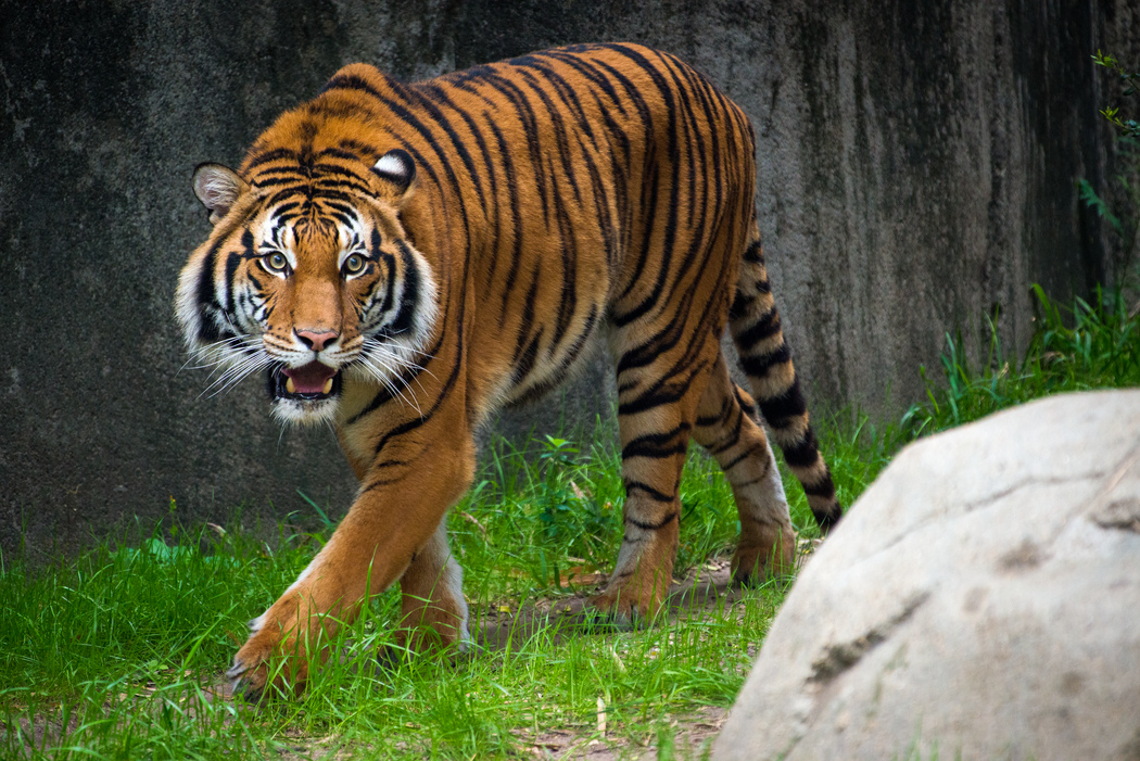 Malayan tiger Berani debuts at Houston Zoo