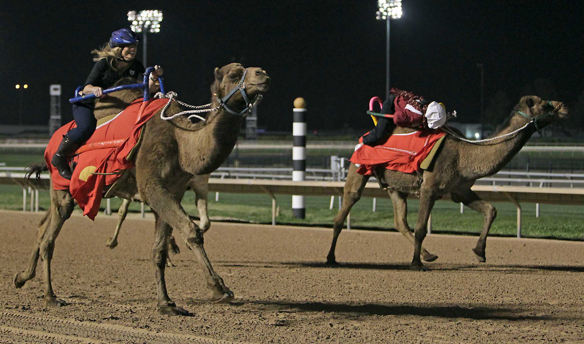 Camel races and dog walks