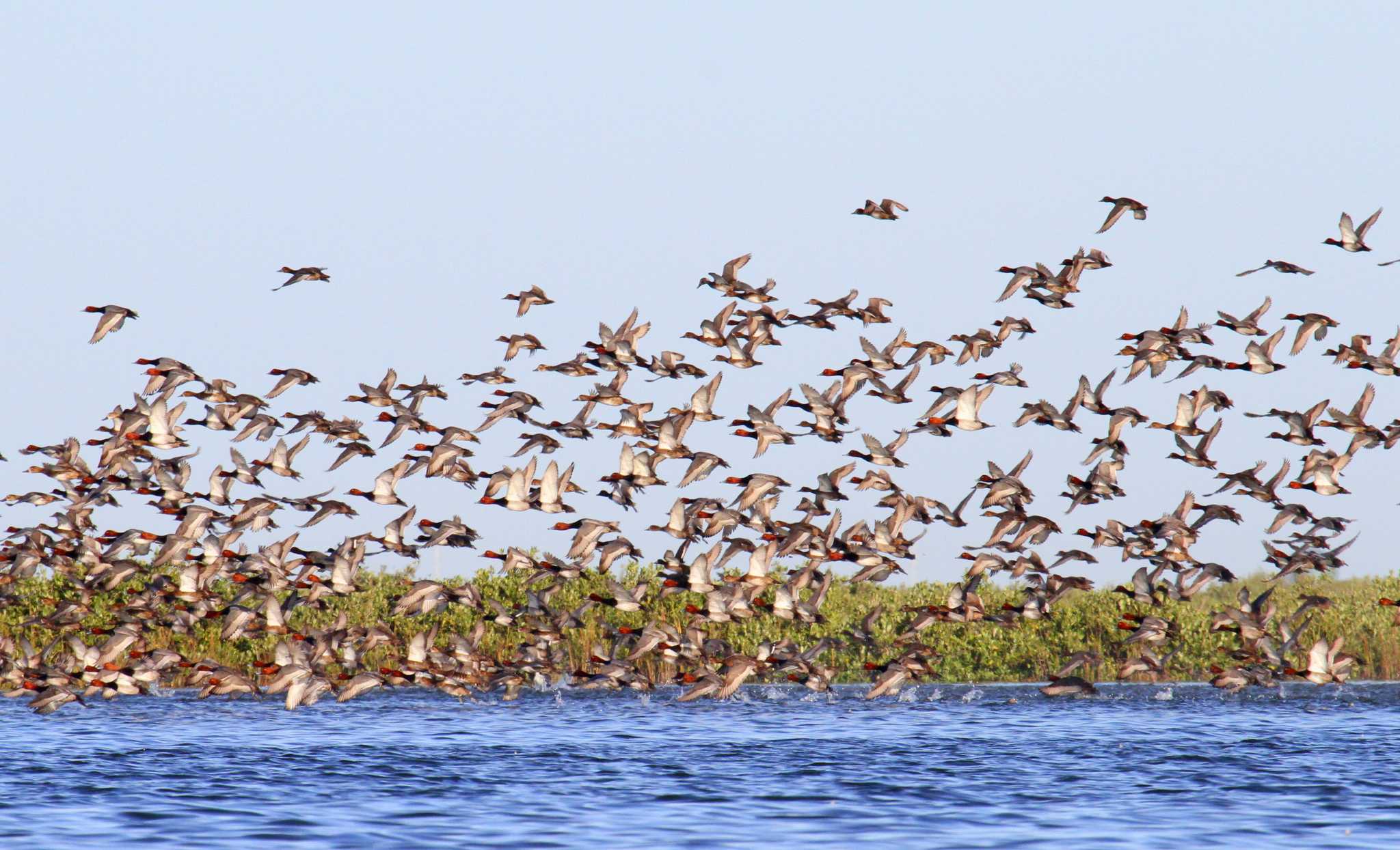 Habitat changes force waterfowl to flee the coast by large amount