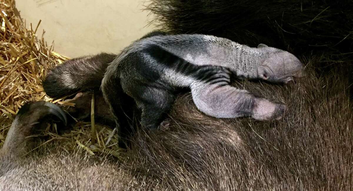 Baby giant anteater born at the zoo