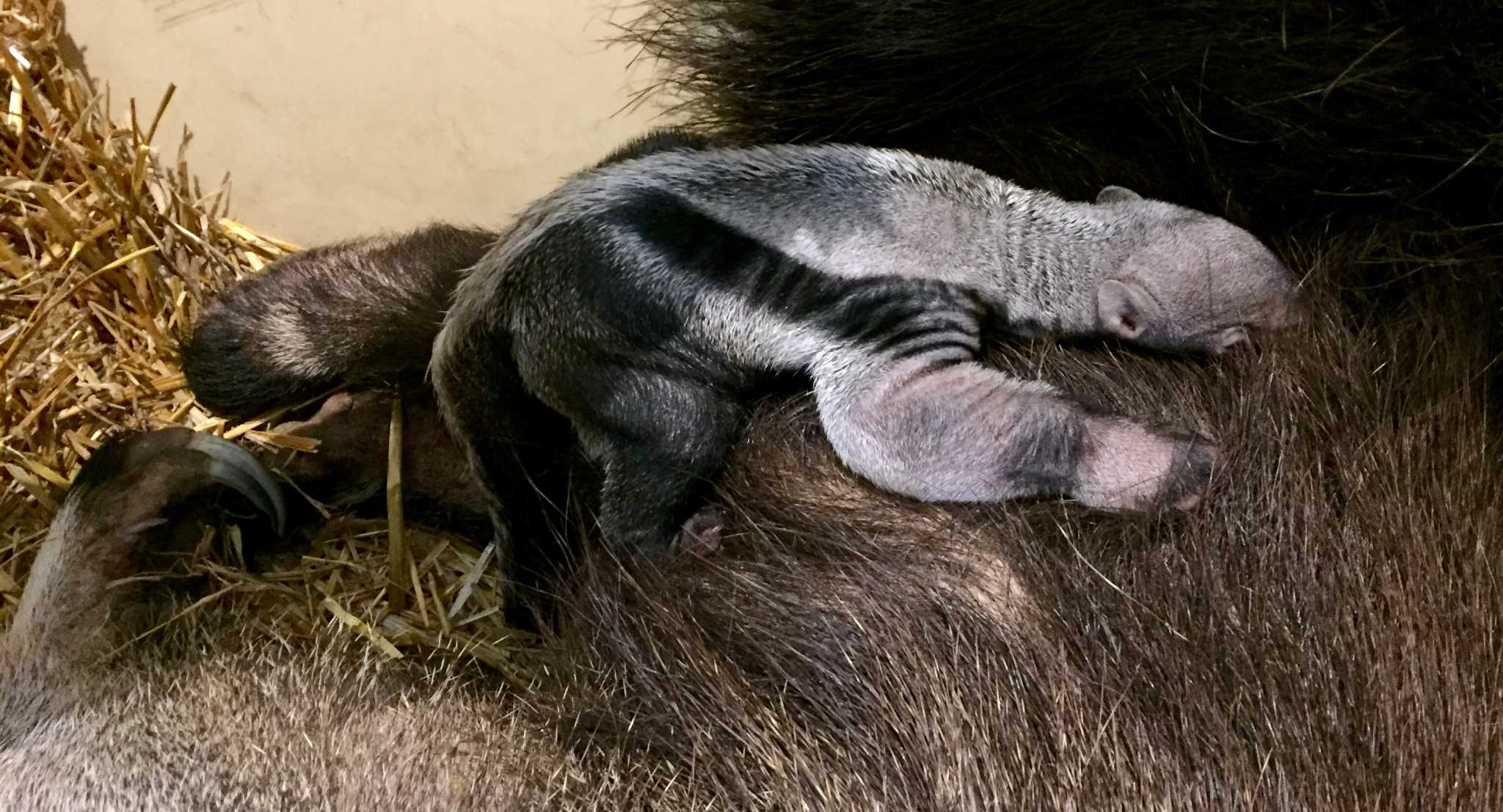 Baby giant anteater born at the zoo