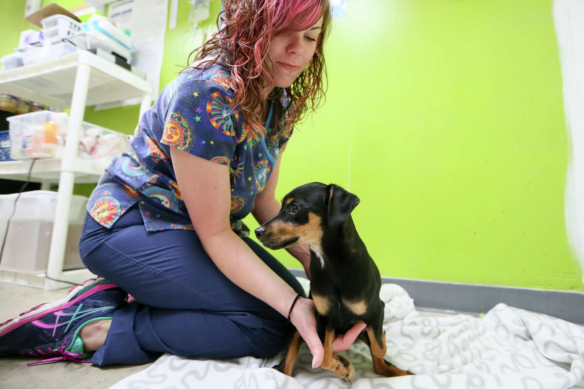 Rescue group seeks help for puppies born with paws facing backward