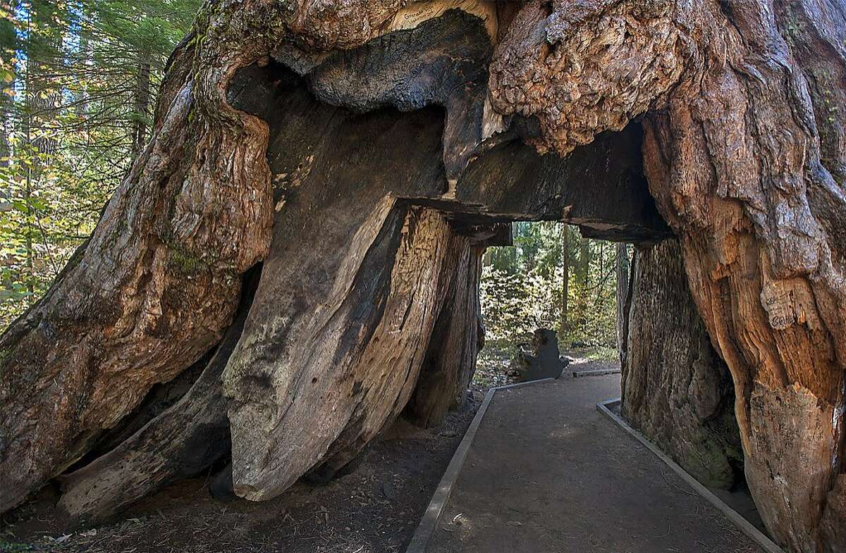 Historic Pioneer Cabin Tree toppled in California storm