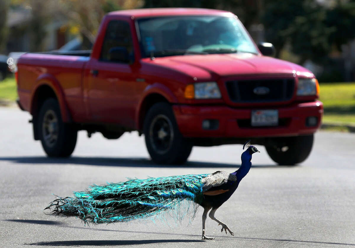 Peacocks Take Over San Antonio Neighborhood Near The Medical Center