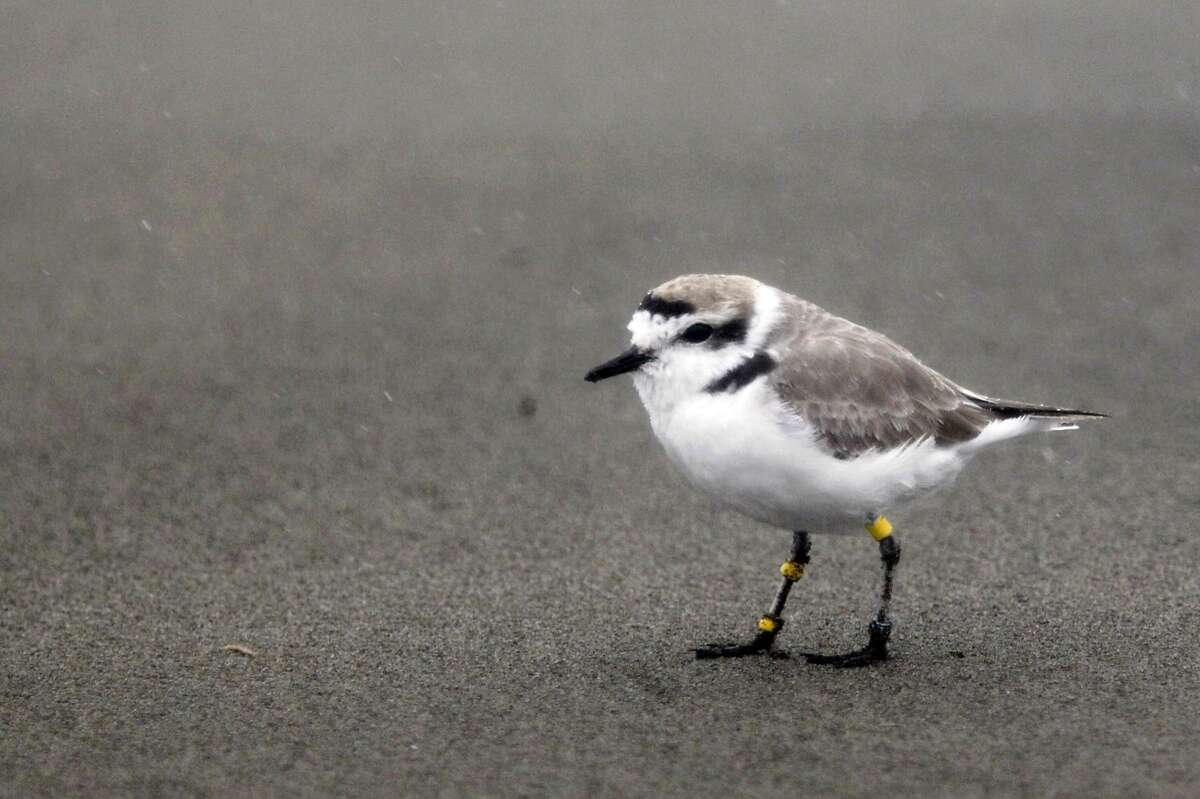 Threatened snowy plovers spotted in record numbers on Ocean Beach