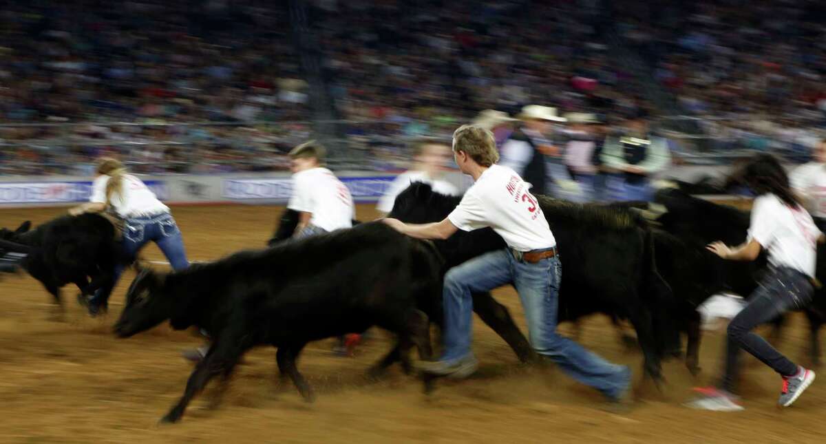Calf scramble is a game changer for students
