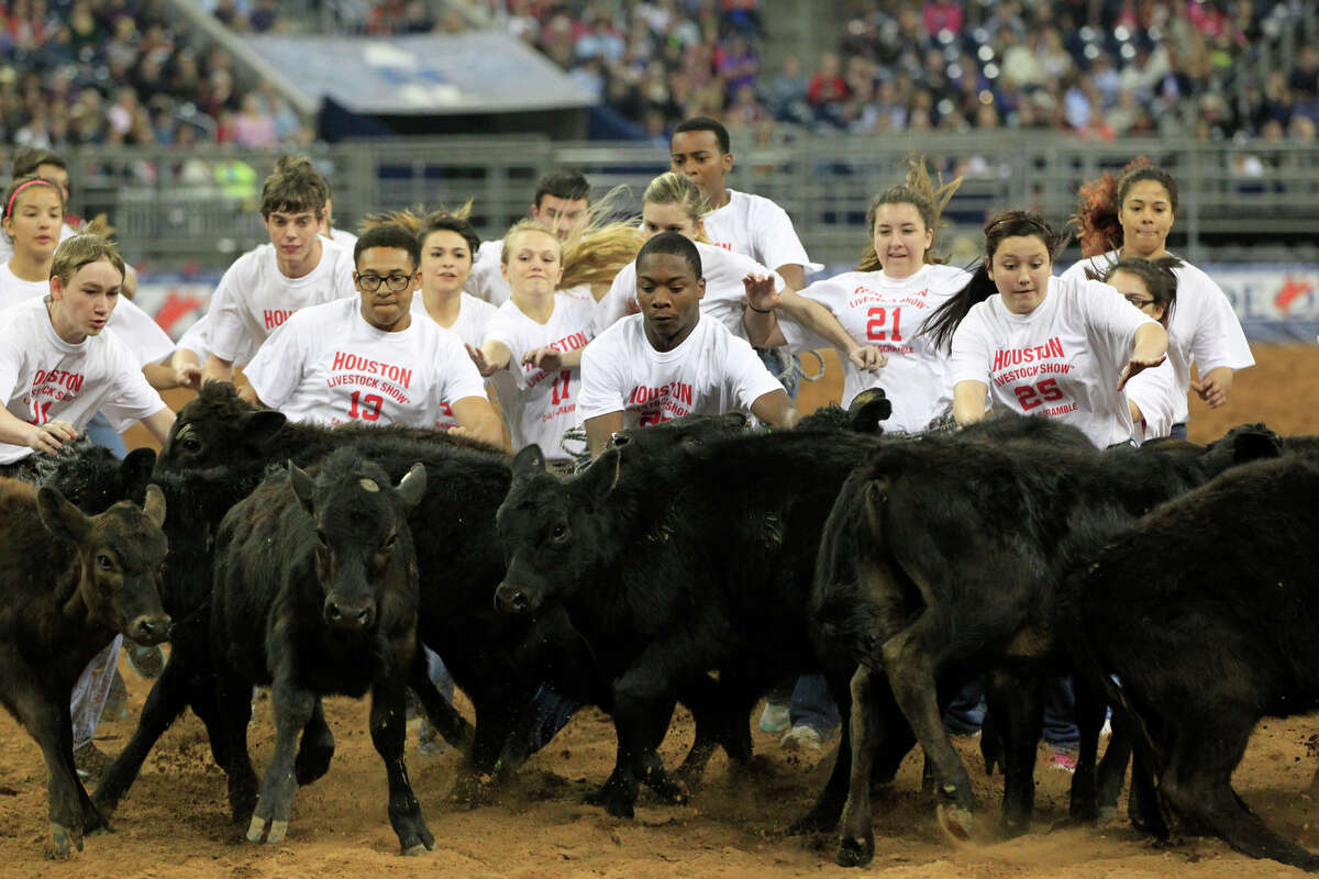 Calf scramble is a game changer for students