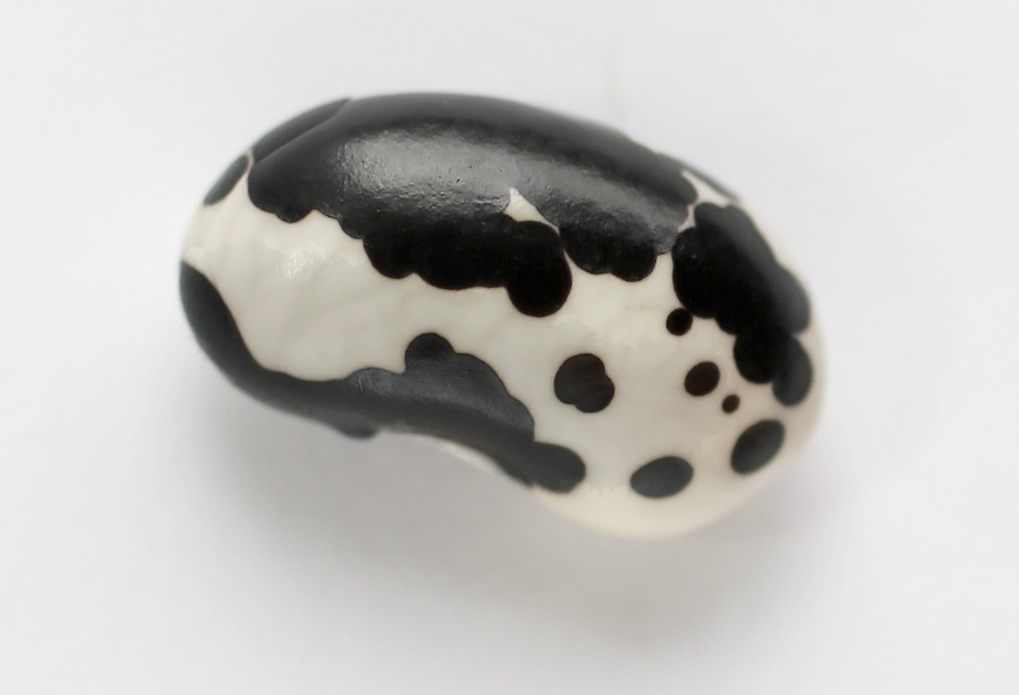 Cool beans: U.N. declares 2016 the Year of the Pulse