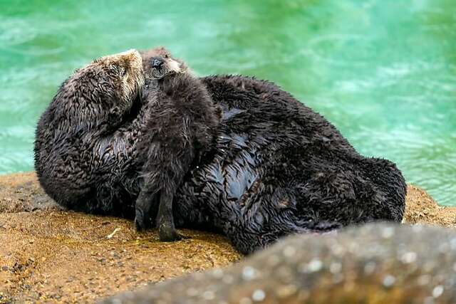 Sea Otter Births Pup Inside Aquariums Tide Pool As Onlookers Watch