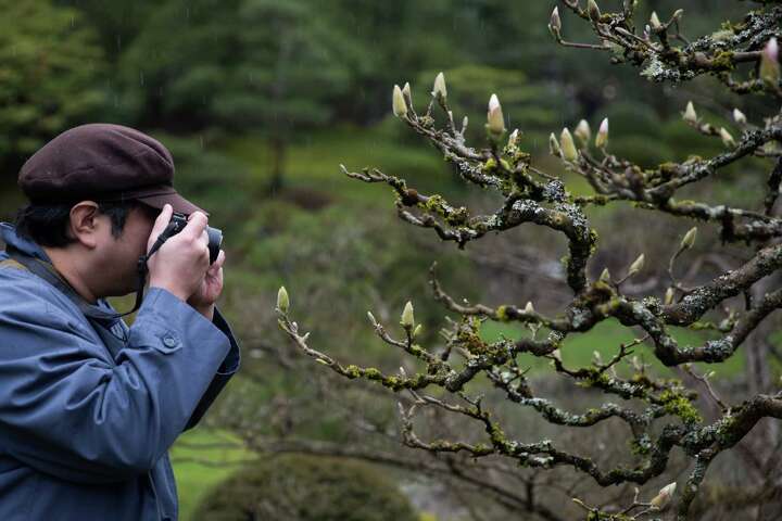 9 places to see breathtaking blooms in Seattle this spring