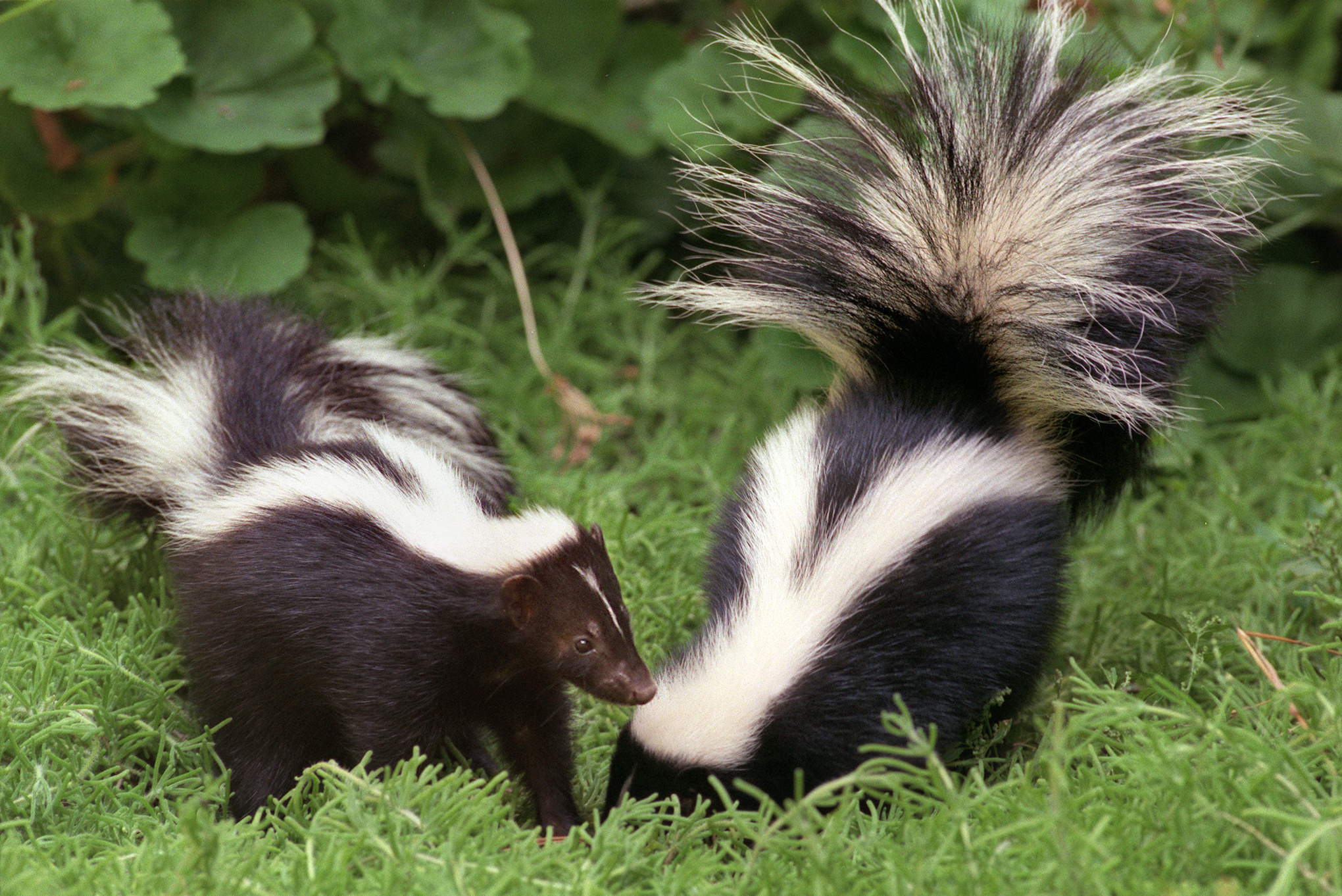 Spring brings out young skunks in love