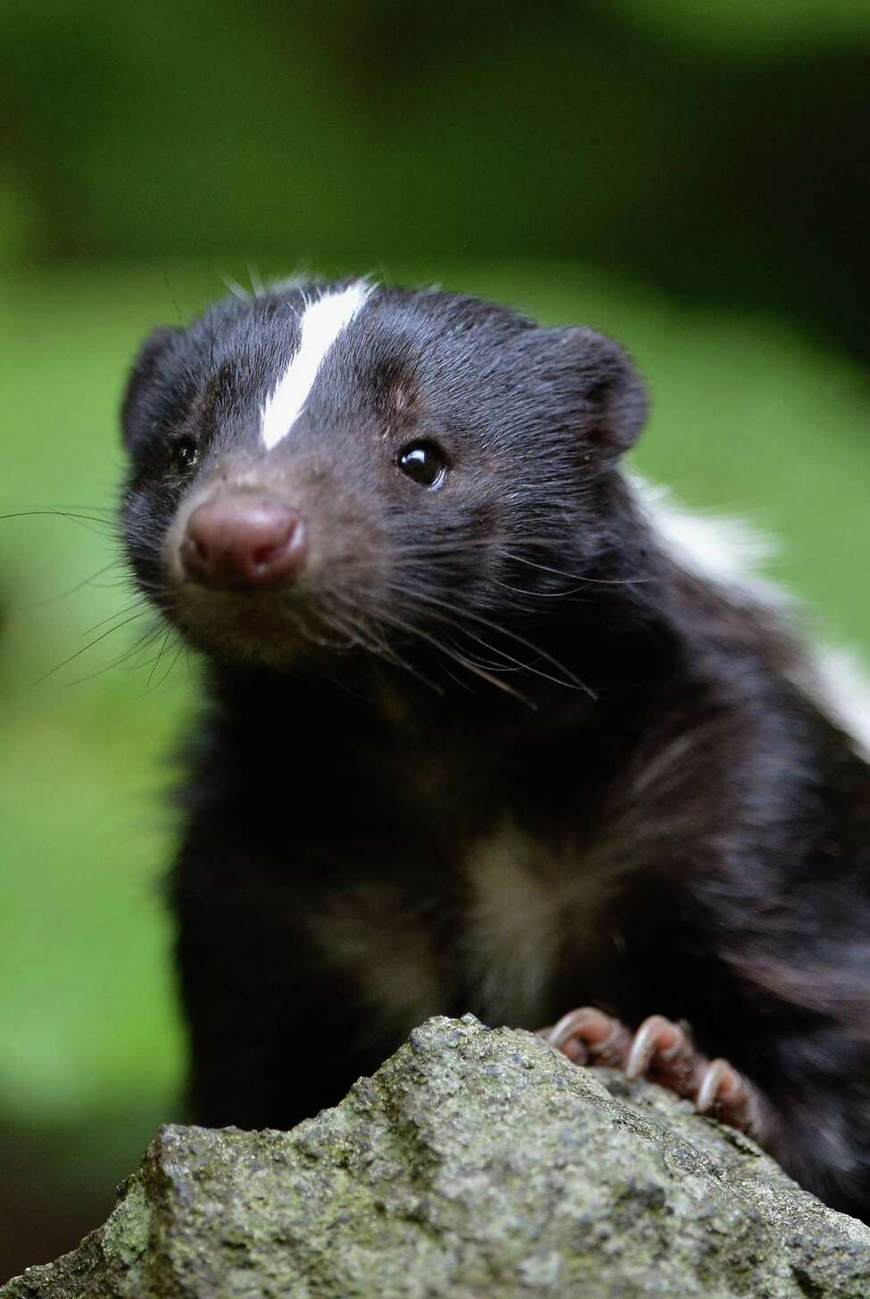 Spring brings out young skunks in love