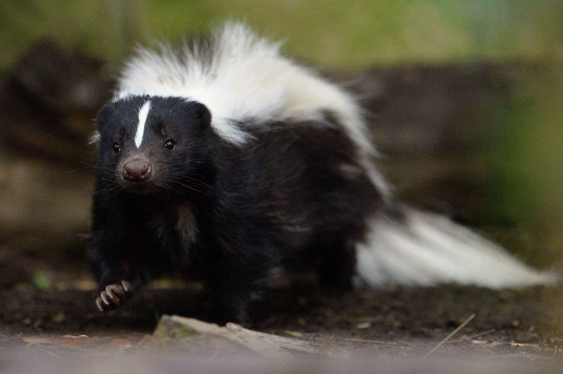 Spring brings out young skunks in love