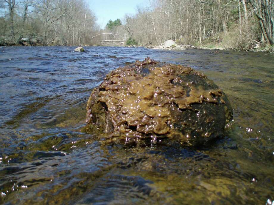 New type of ‘rock snot’ found in Connecticut - Connecticut Post