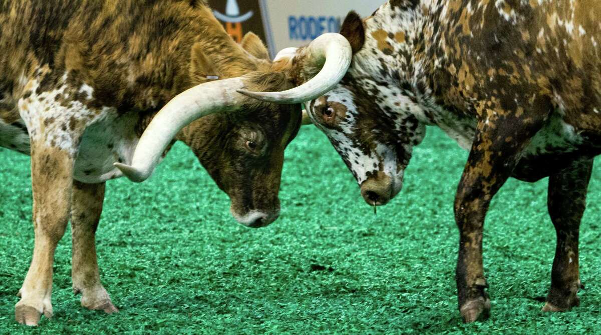 How longhorns' horns got longer