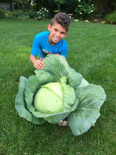Hawkins takes prize for best cabbage