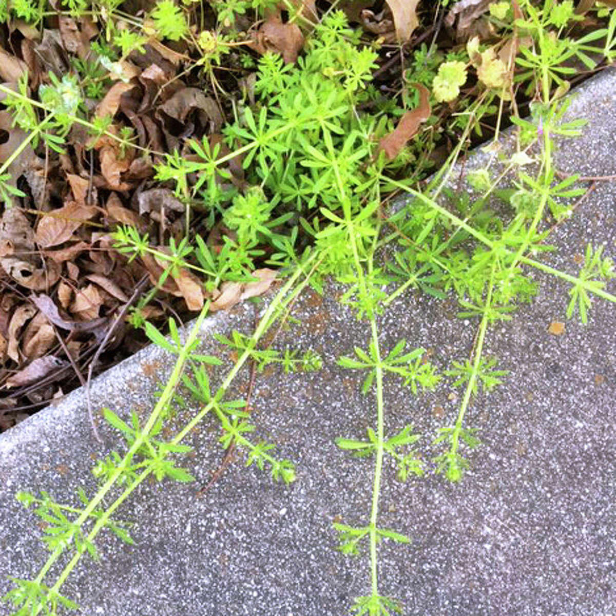 Sperry: Sticky willy obnoxious weed; just mow it down