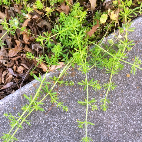 Sperry: Sticky willy obnoxious weed; just mow it down