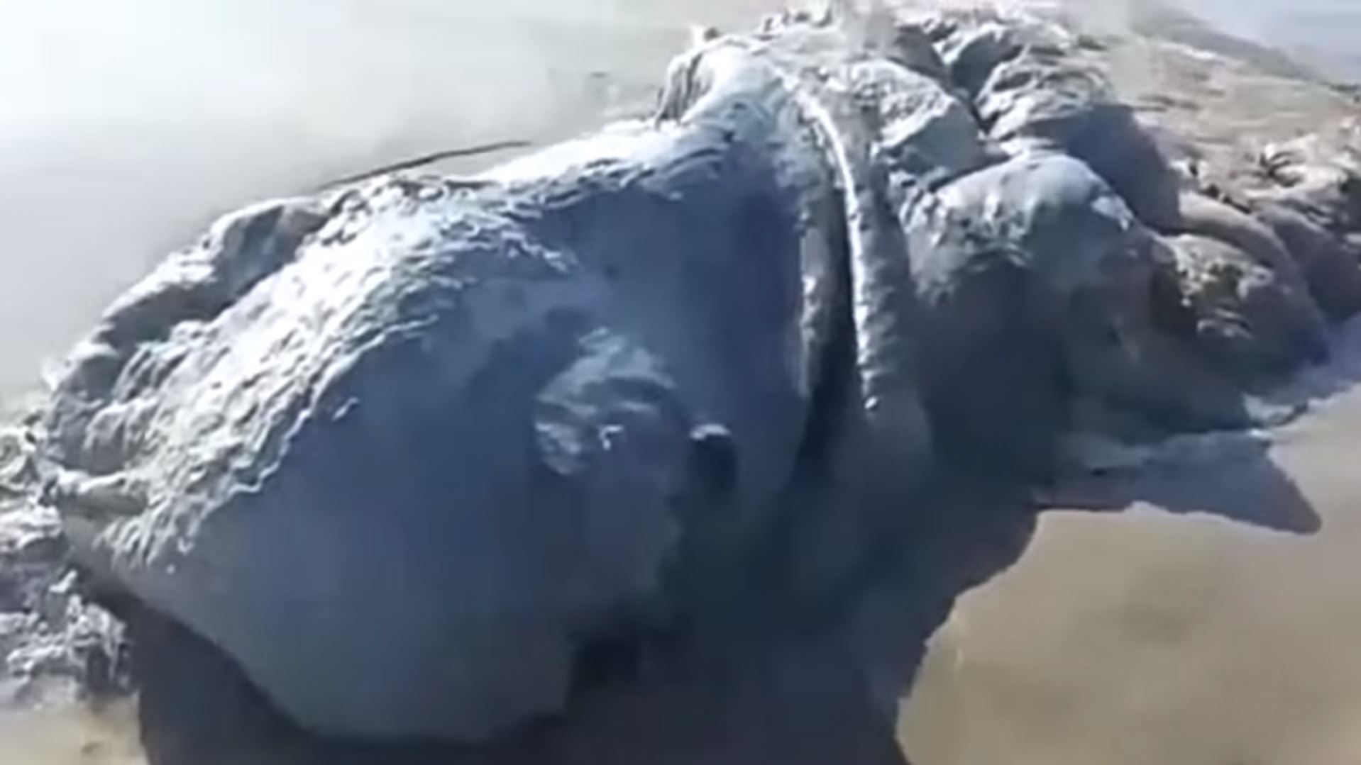 Mysterious 13-foot-long sea creature washes up on Mexican beach