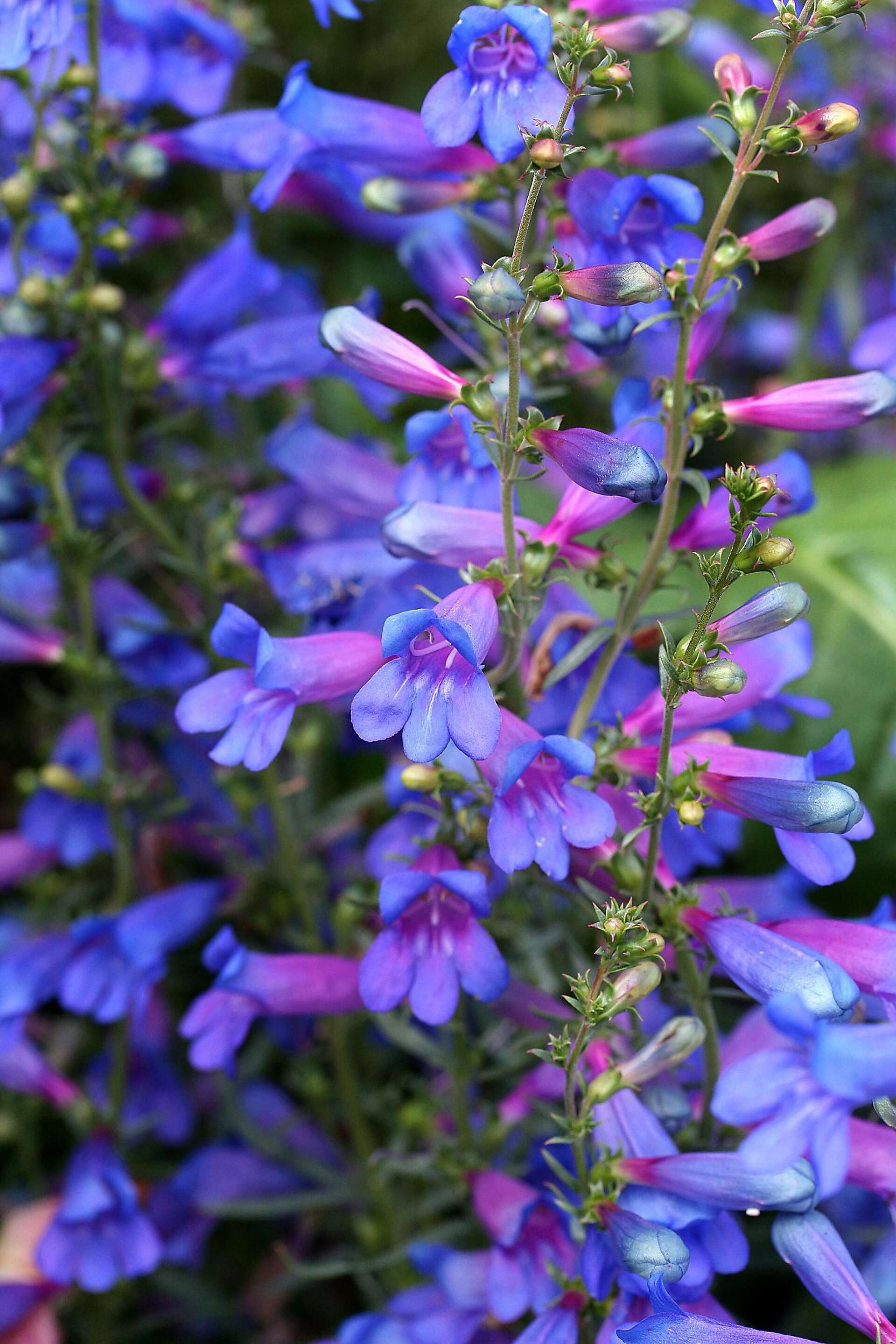 Singin’ the blues in your spring garden