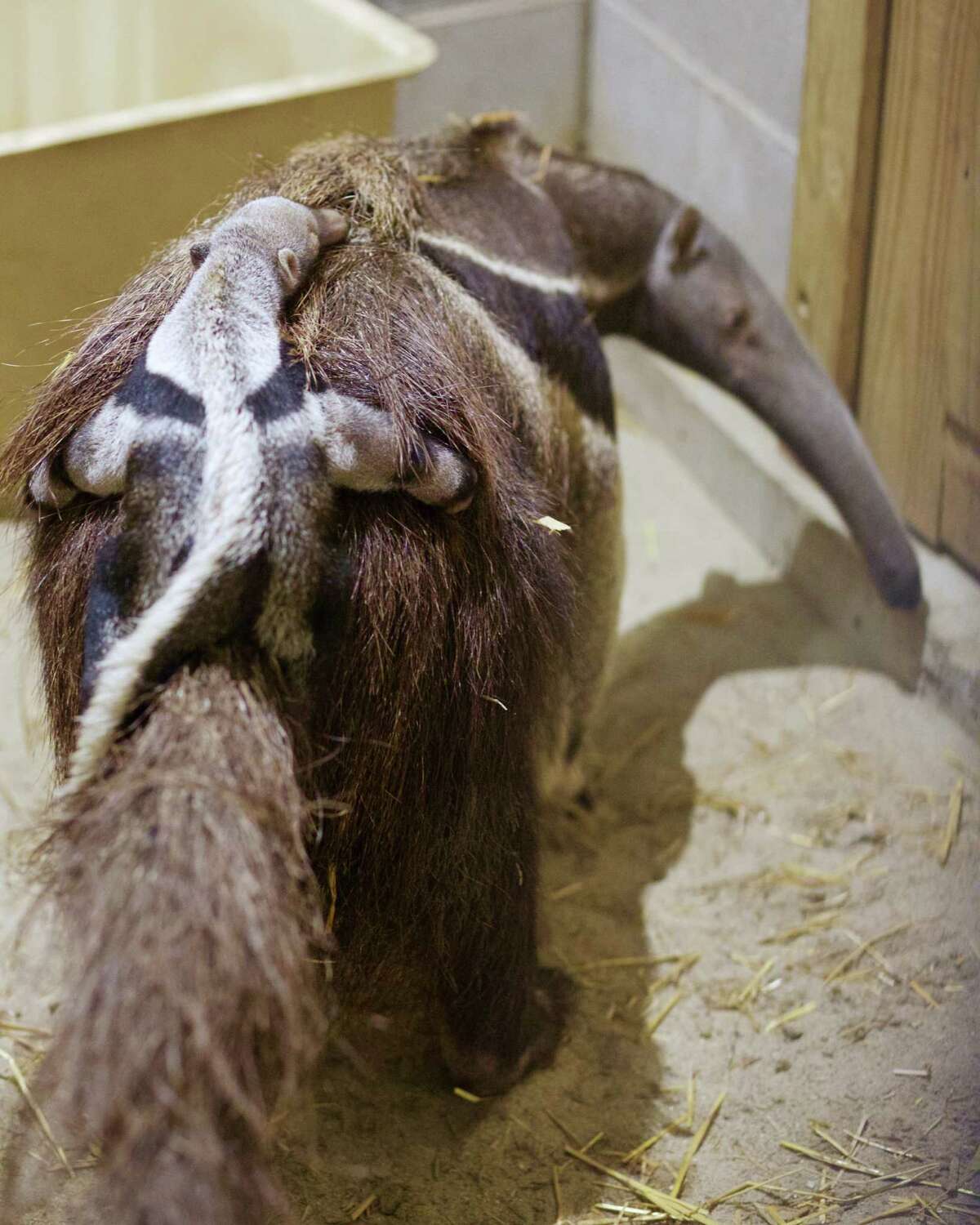 Baby giant anteater born at the zoo