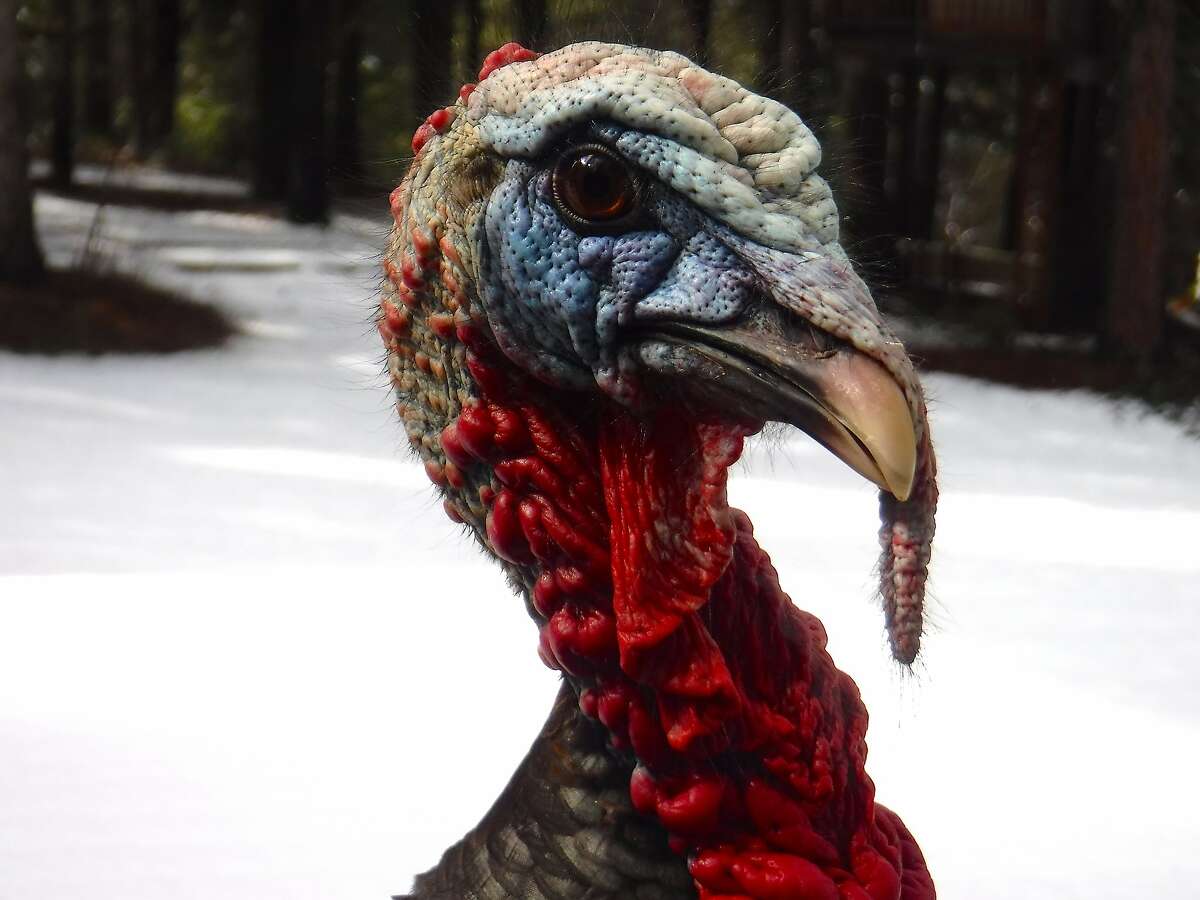 Beware the fierce, fearless wild turkey