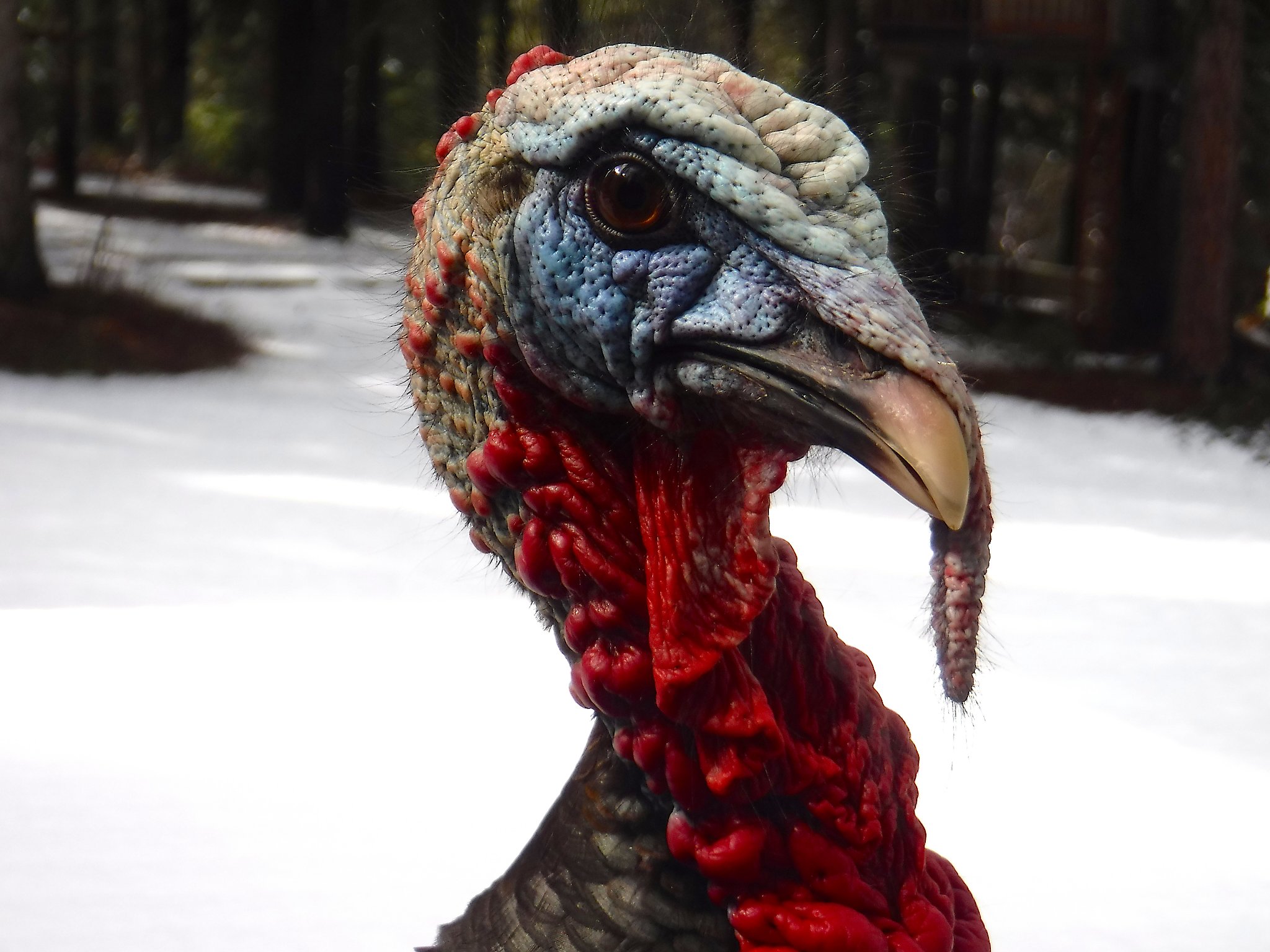 Beware the fierce, fearless wild turkey