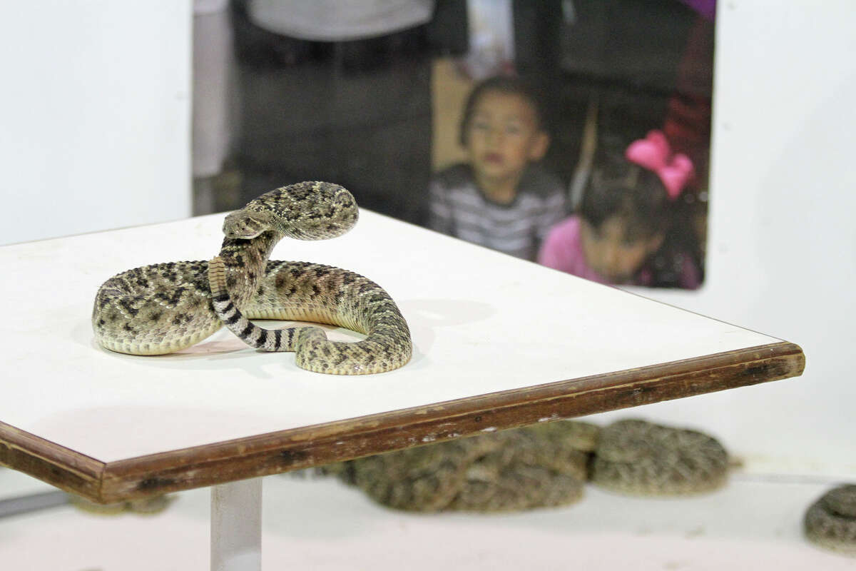 The best photos from the World’s Largest Rattlesnake Roundup in ...