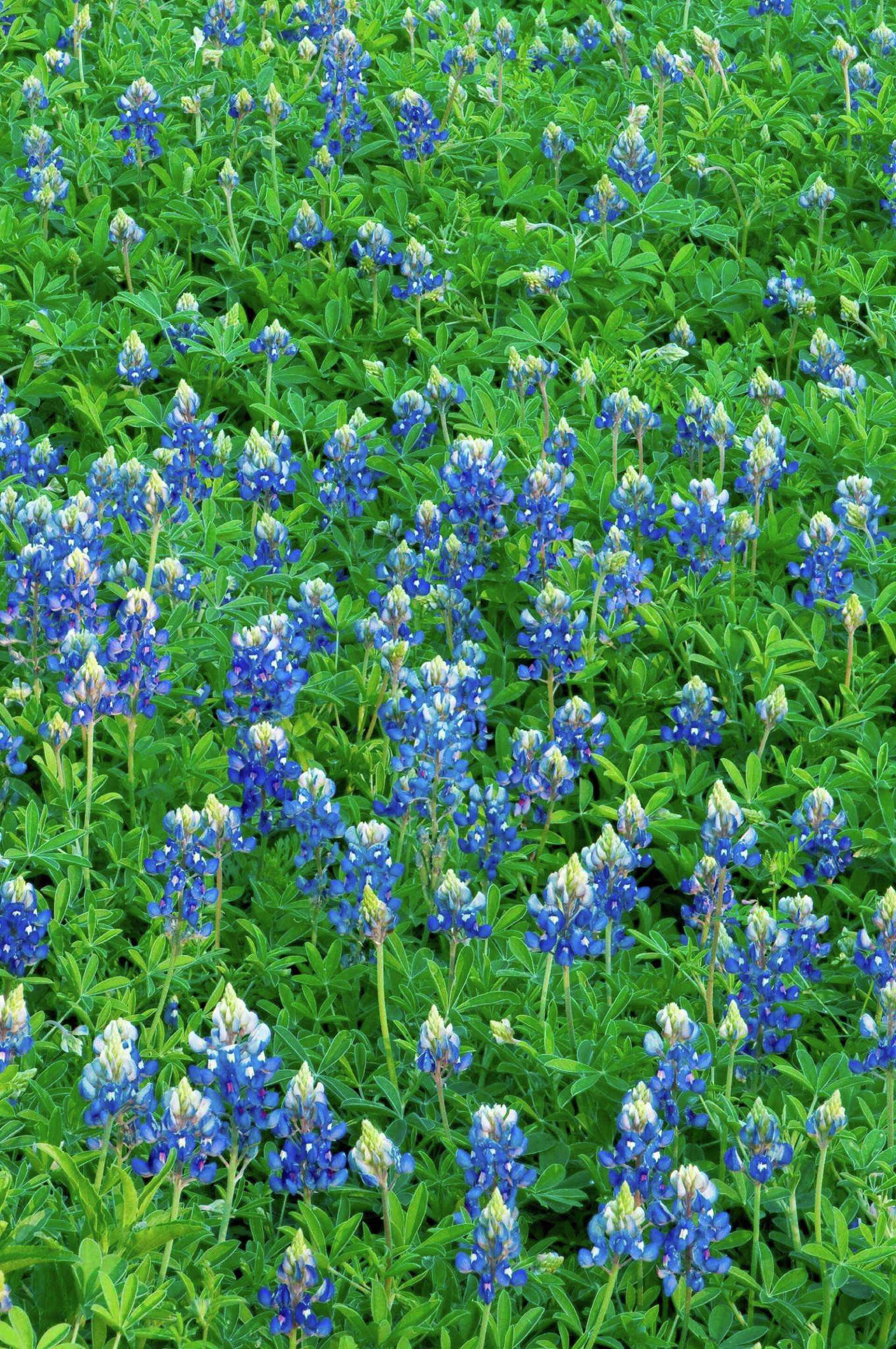 Bluebonnets are back: Here's what you should know