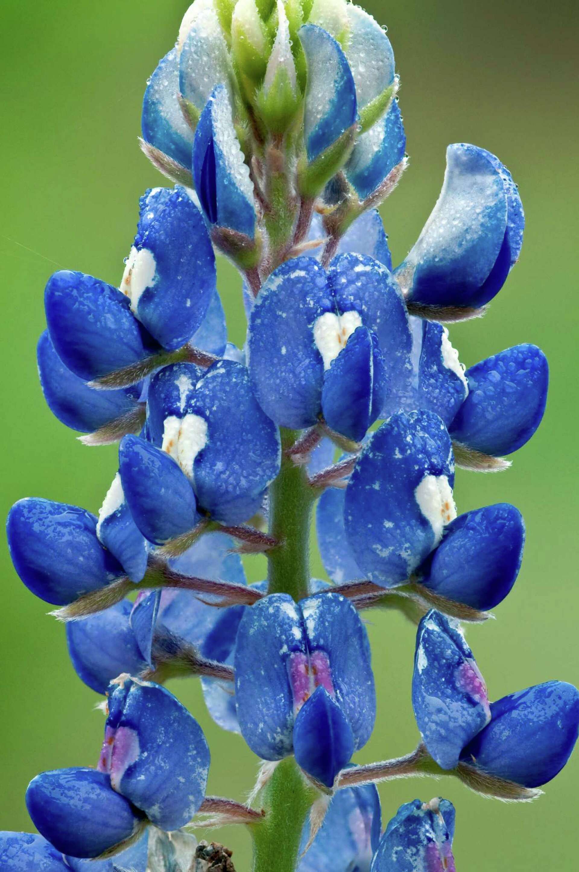 Bluebonnets are back: Here's what you should know
