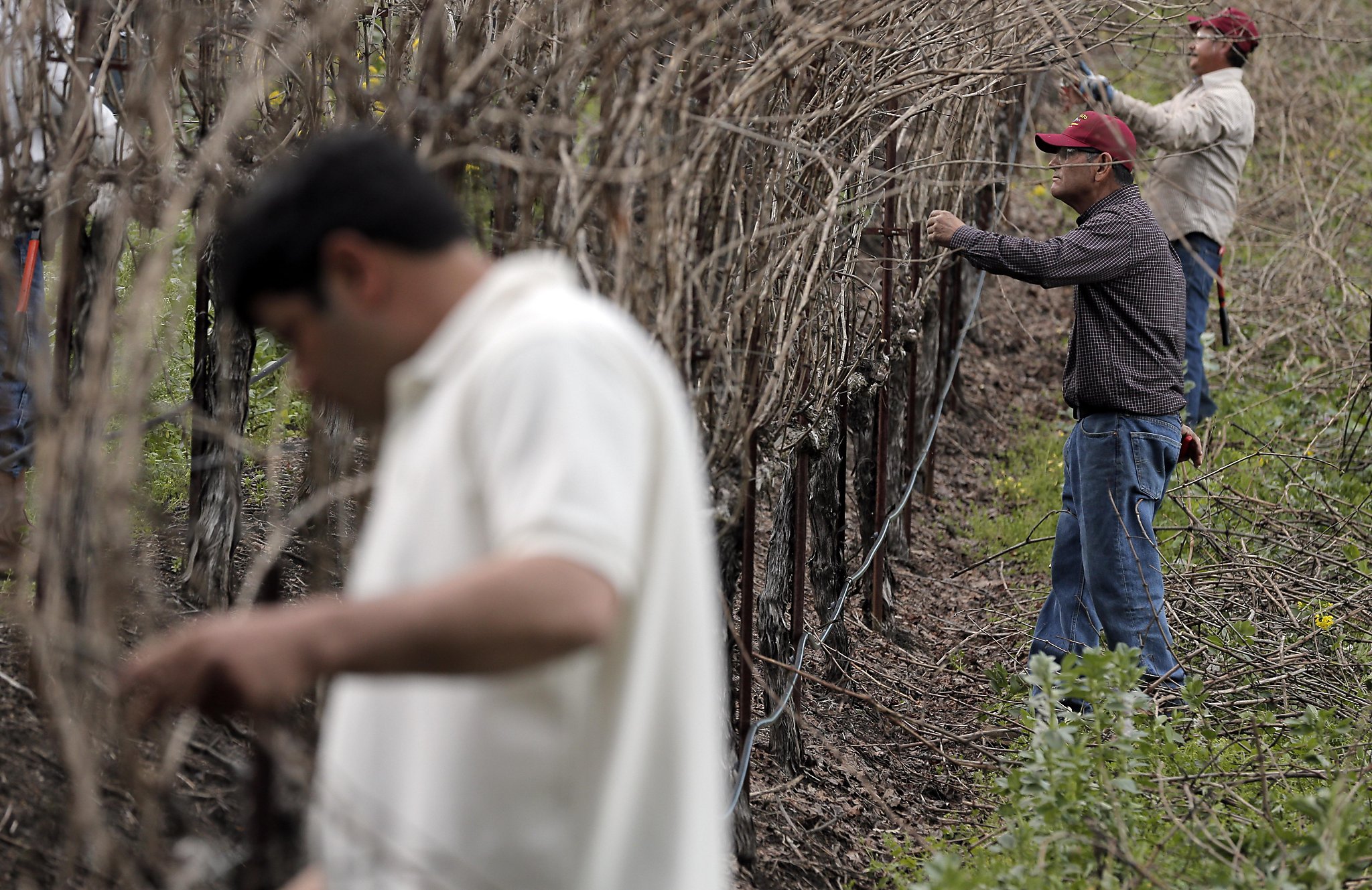 Wine Country’s unsung hero: Chuy Ordaz
