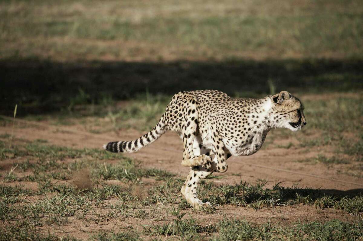 In DNA, clues to the cheetah’s speed — and hurdles