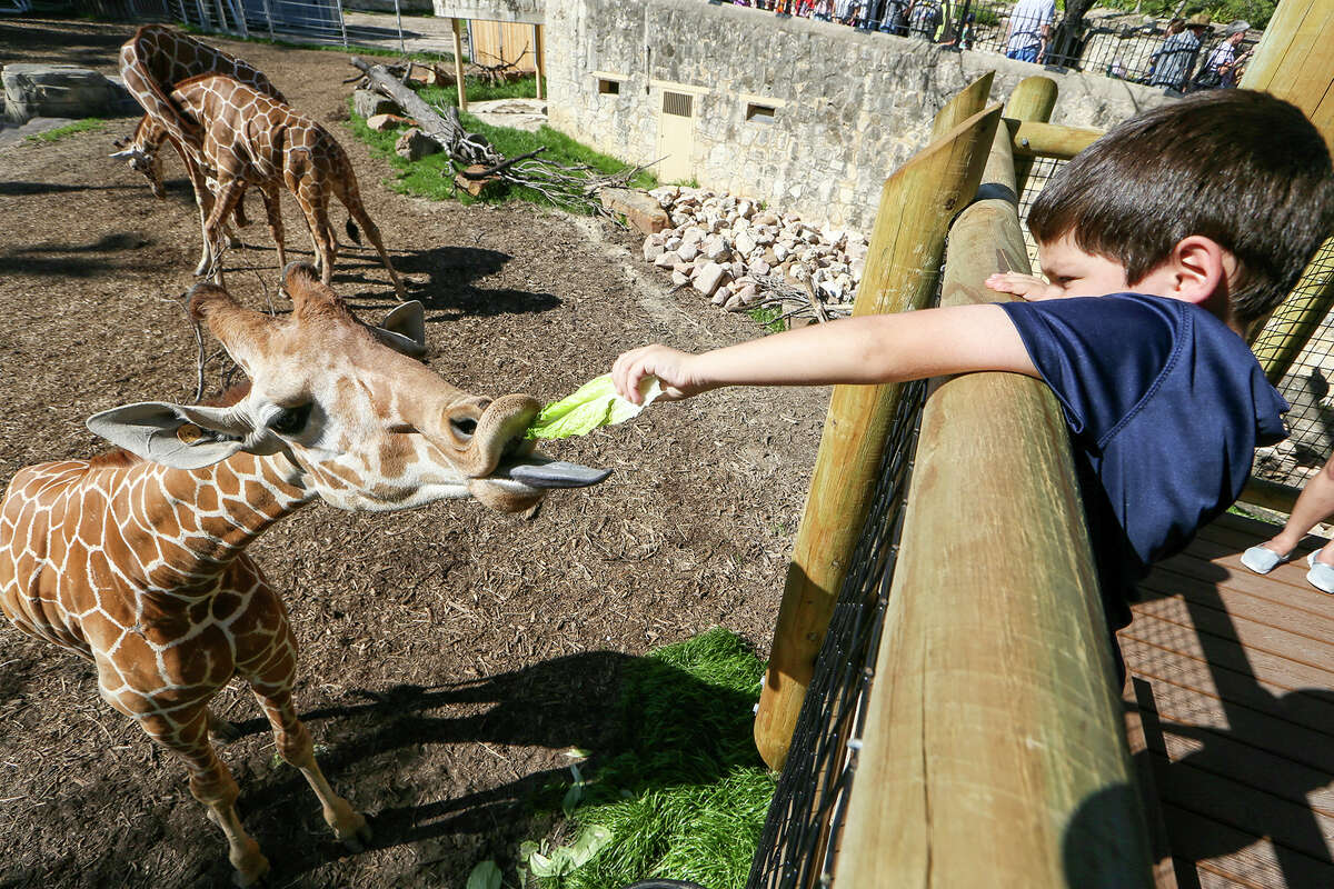 Giraffes at the San Antonio Zoo get new names