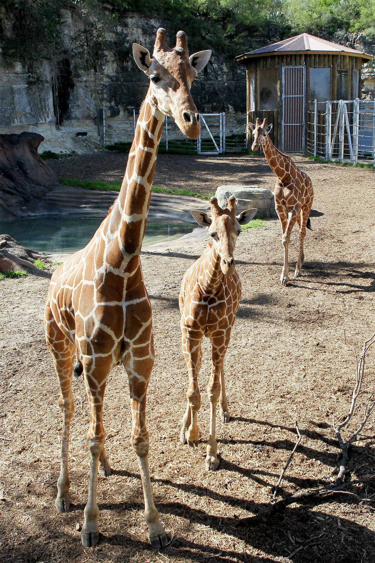New zoo habitat offers guests chance to feed giraffes
