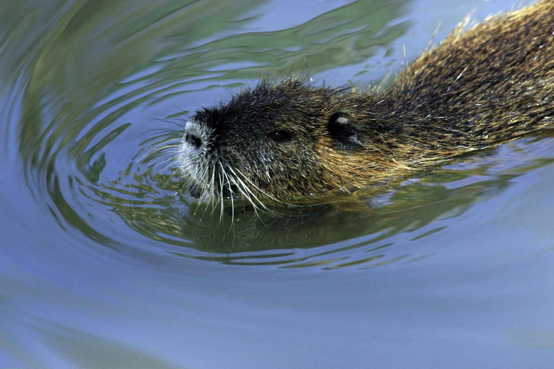 Fur flies as beavers set up in Roosevelt Forest