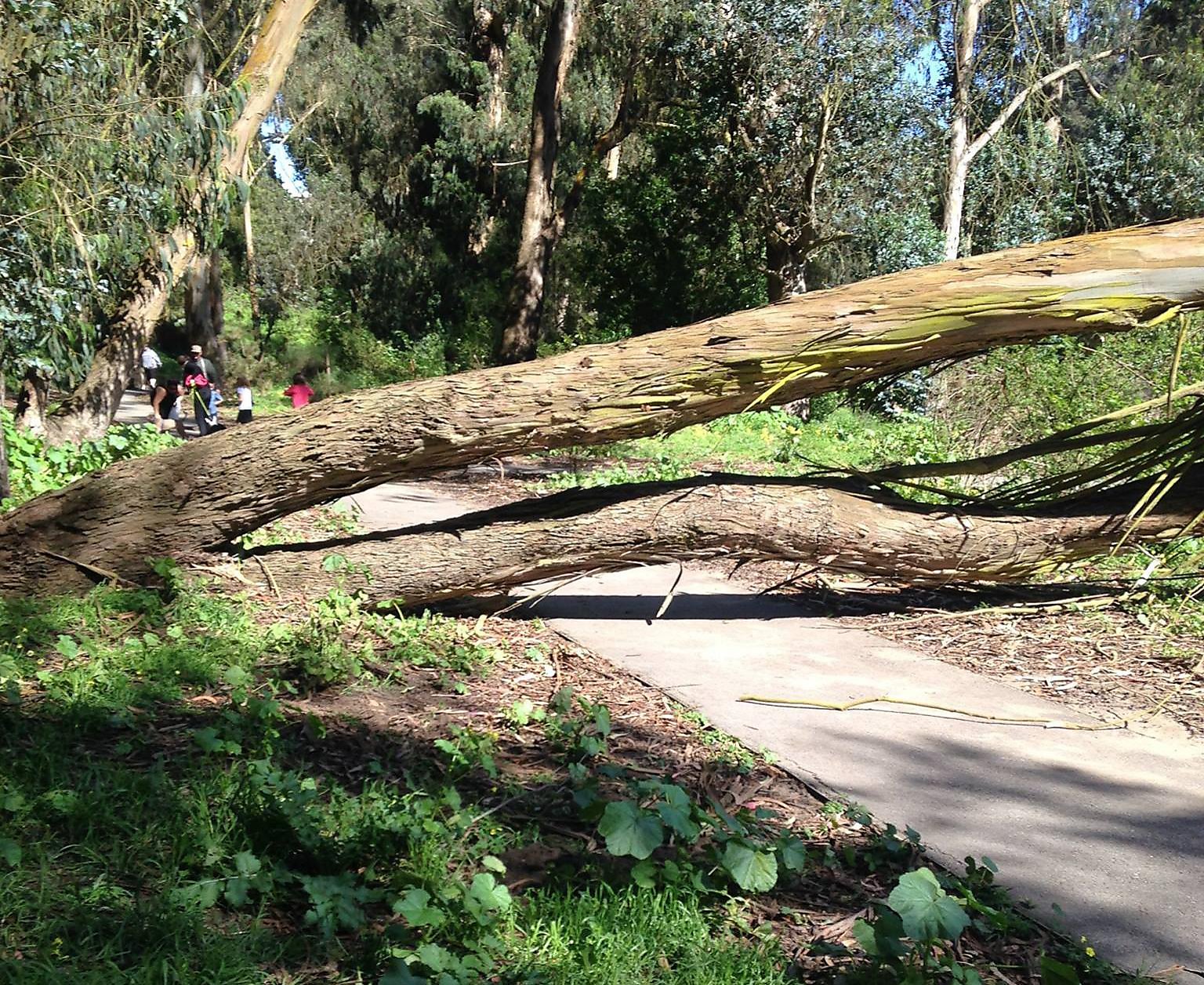 Trees crush pavilion in SF park