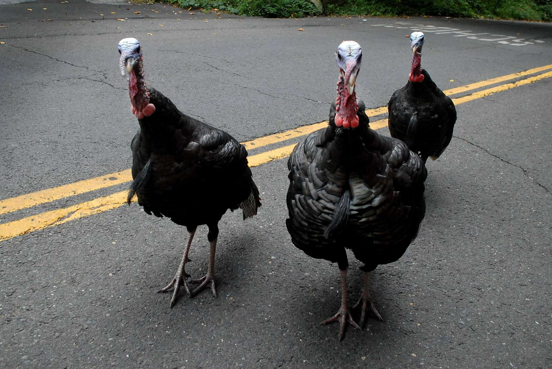 Beware the fierce, fearless wild turkey