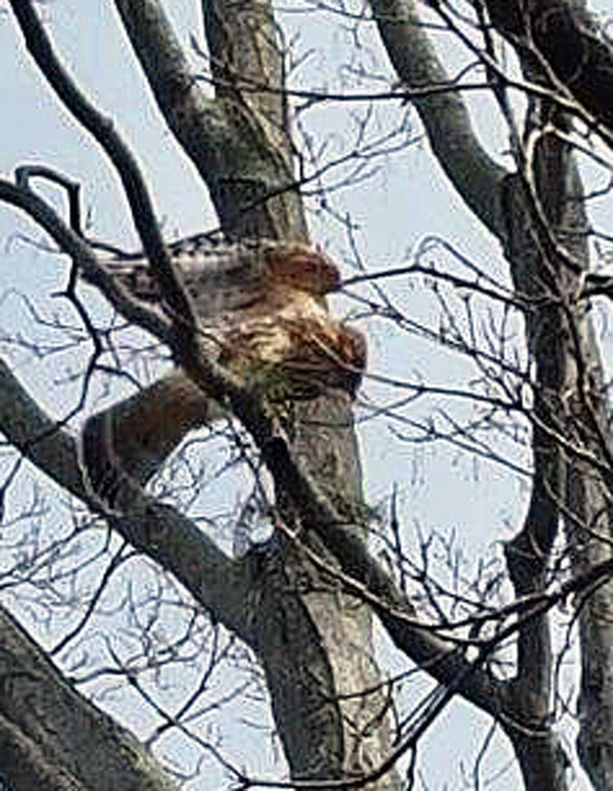 Dive-bombing hawks’ nests removed as Fairfield attacks rise