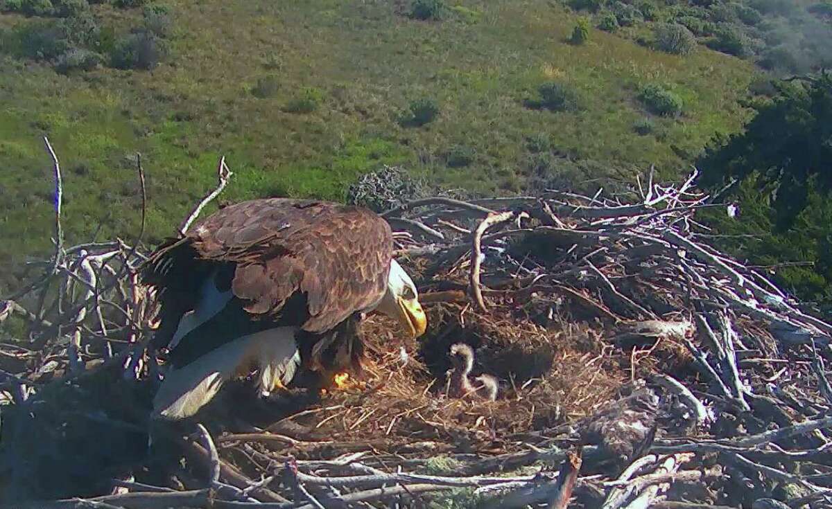 One of eagles' eggs hatch: watch on live camera