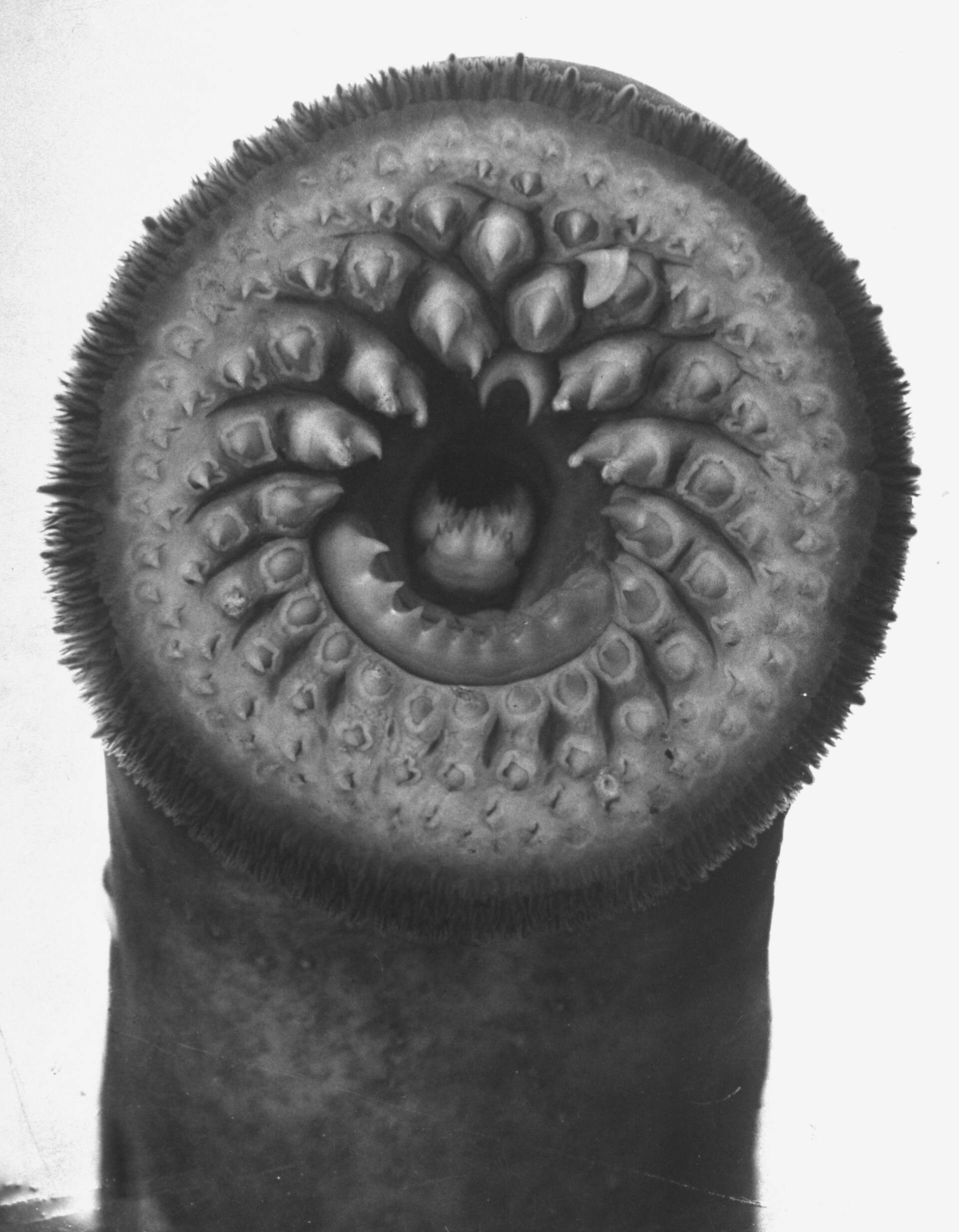 Possibly strangest creature ever to swim finds a taxonomic home