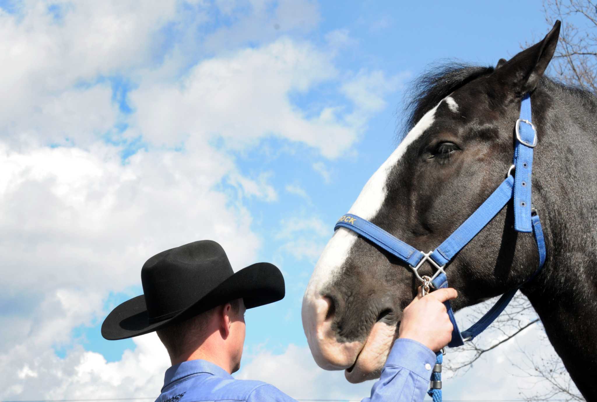 Photos: Clydesdales visit Colonie