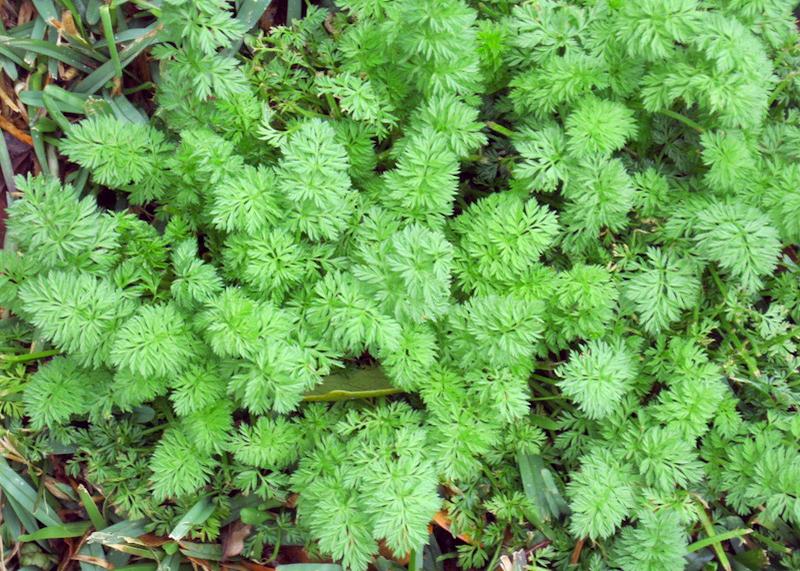 Neil Sperry: Beggar’s lice is a sticky pest.