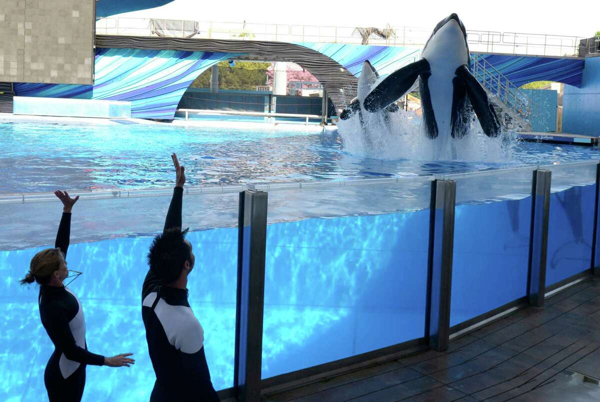 Sea change at SeaWorld: No more orca breeding, and new shows