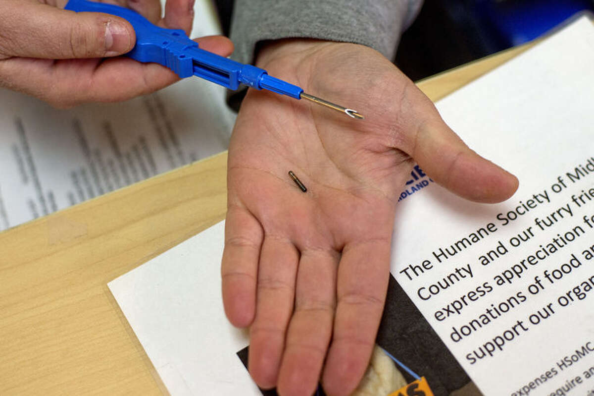 Houdini, a crafty beagle, rescued in Midland; his story unfolds