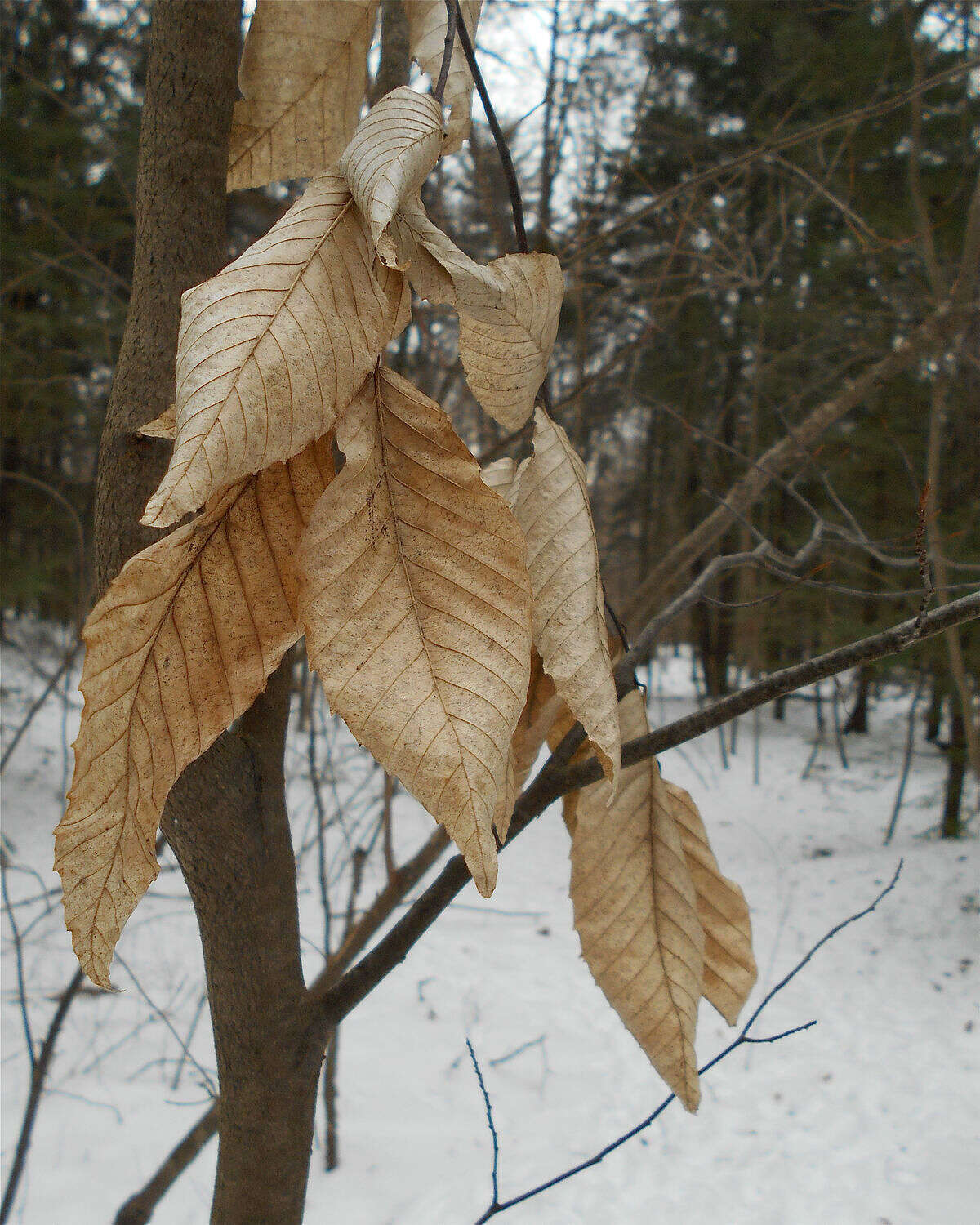 Winter scenes at Barstow Woods in Midland